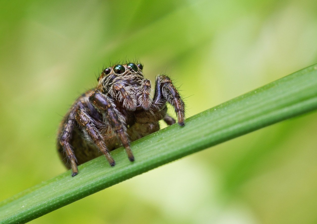 Spider Prevention in Garages and Basements | Fenn Termite & Pest ...
